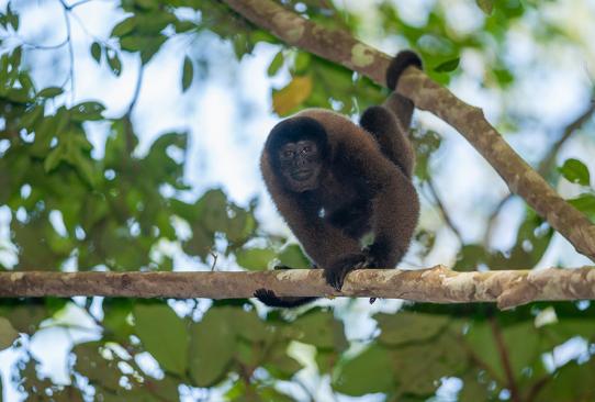 Guide de Voyage du Pérou - Parc National de Manú | Le Voyage Autrement