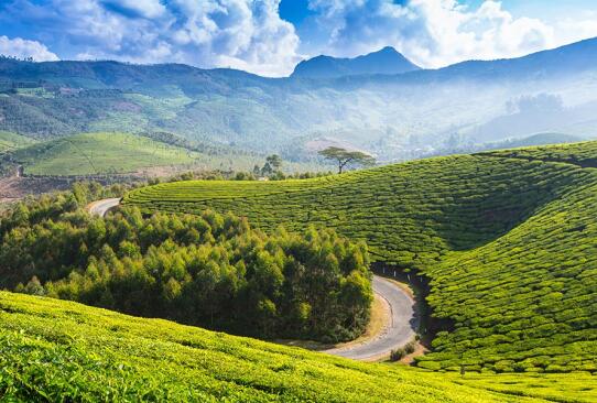 Guide de Voyage de l' Inde - Munnar (Kerala) | Le Voyage Autrement