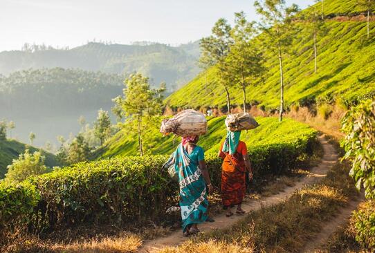 Guide de Voyage de l' Inde - Munnar (Kerala) | Le Voyage Autrement