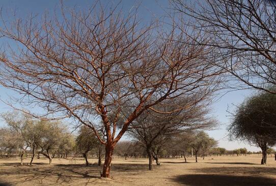 Guide de Voyage du Sénégal - Le Ferlo | Le Voyage Autrement